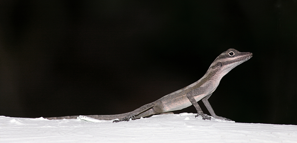 Cave Anole from Playa Guardalavaca, Kuba on November 17, 2007 at 10:33 ...
