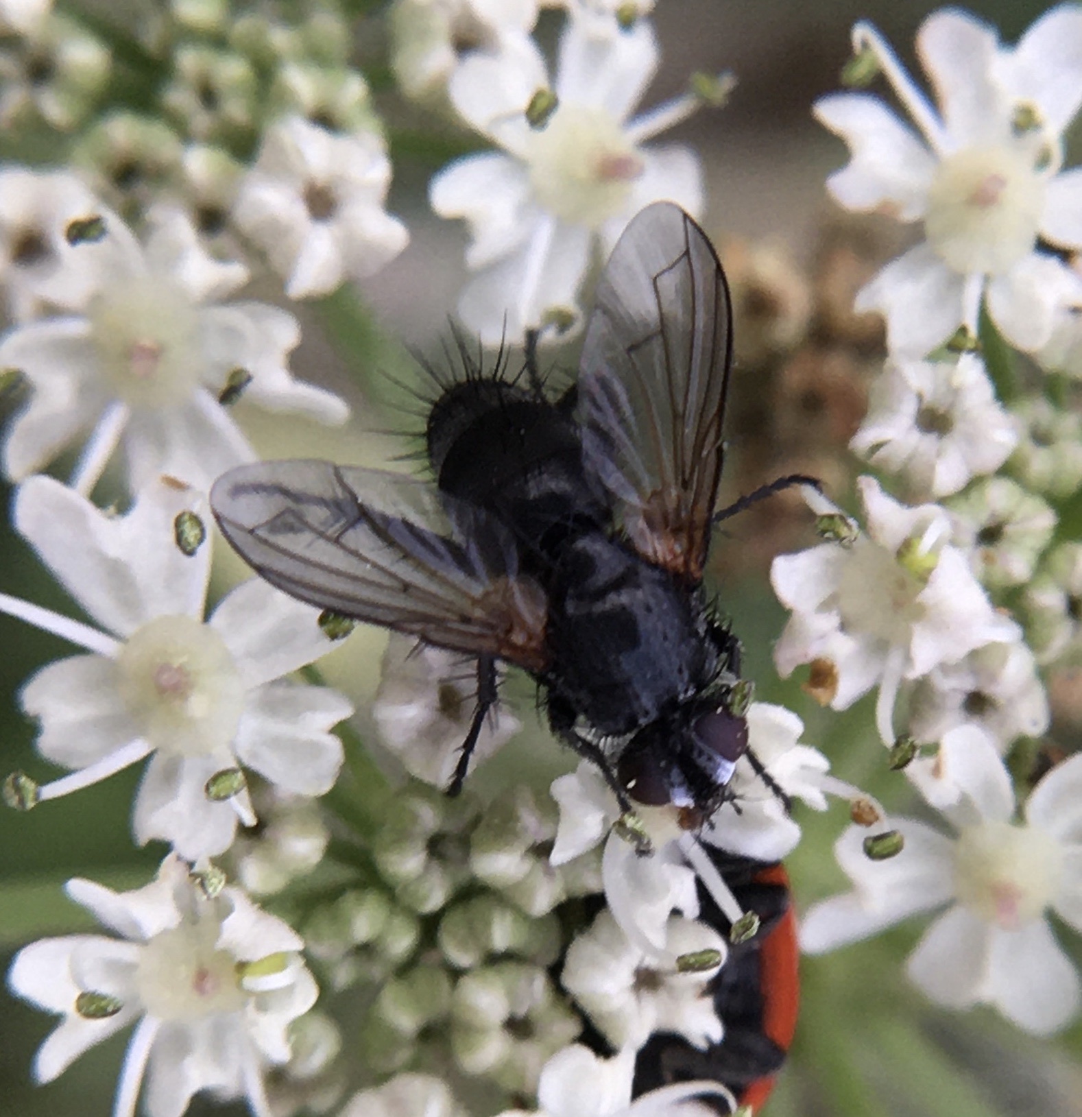 Ligeria angusticornis (Loew, 1847)