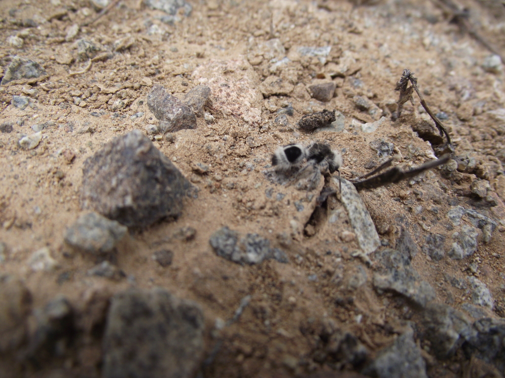 Panda Ant from Tocopilla, Antofagasta, Chile on June 10, 2019 at 03:36 ...