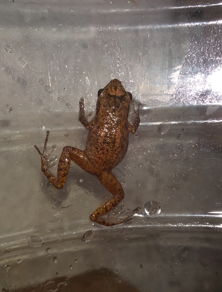 Lowland Chirping Frog from Jilotepec on August 07, 2020 at 03:28 PM by ...