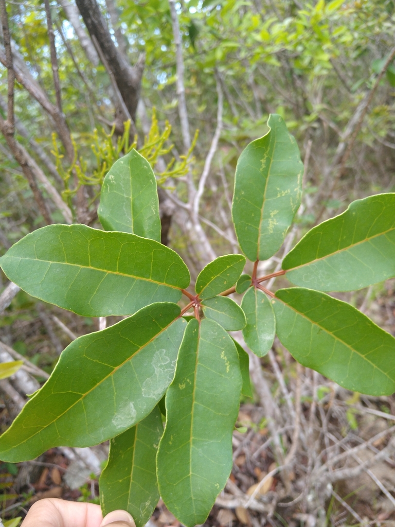 roble cimarron from Susúa Alta, Yauco, Puerto Rico on August 06, 2020 ...