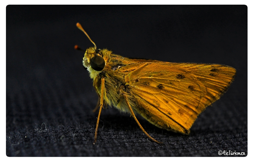 Saltarina Encendida (Cancun y sus mariposas) · iNaturalist