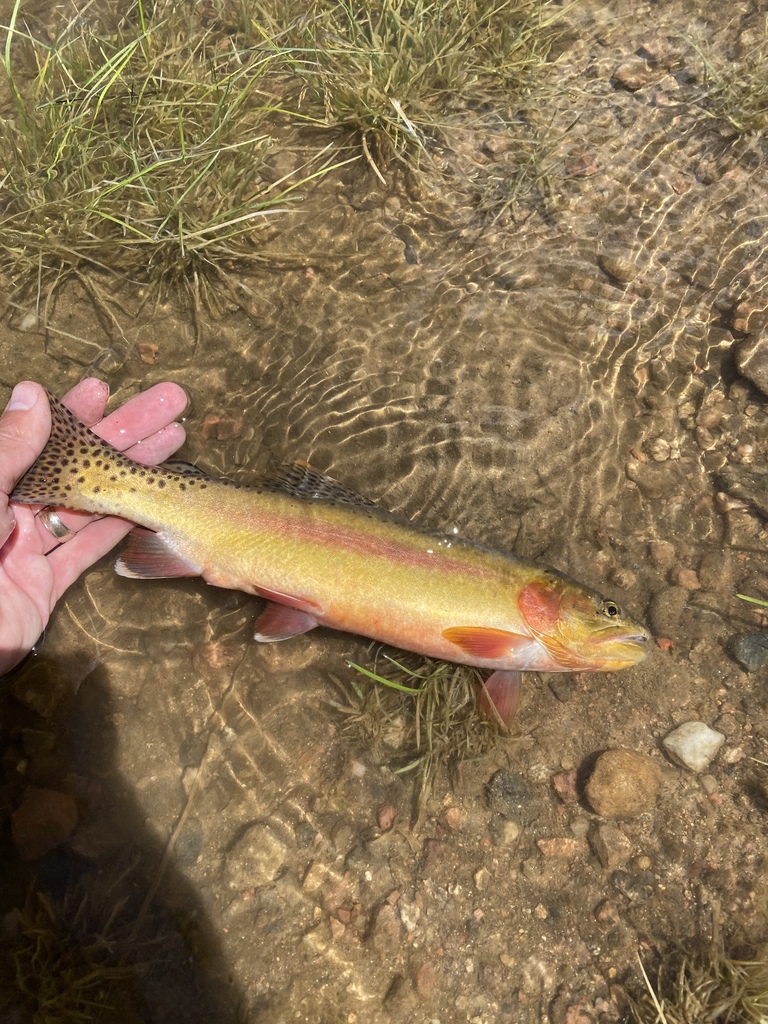 Golden Trout in August 2020 by brooksmcree · iNaturalist