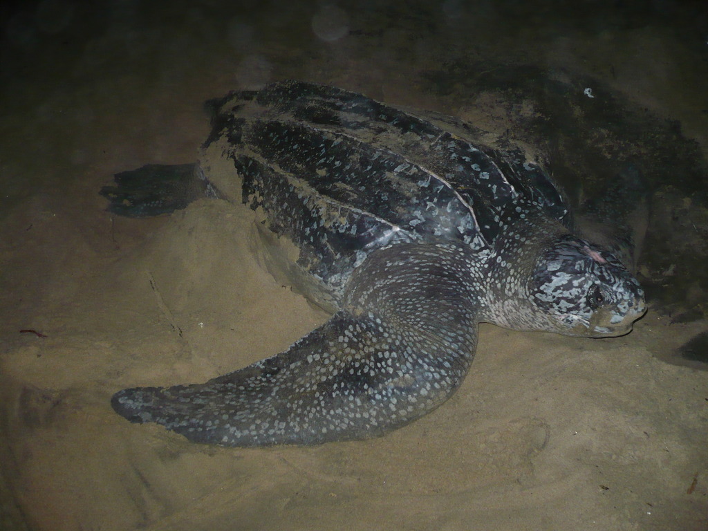 Leatherback Sea Turtle in April 2009 by Pedro D. Vernet P. · iNaturalist