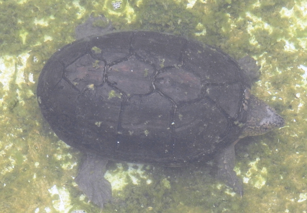 Mexican Mud Turtle from Jiutepec, Mor., México on July 5, 2017 at 04:48 ...