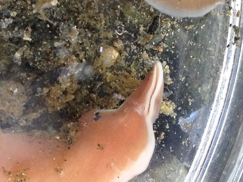 Family Lineidae · iNaturalist