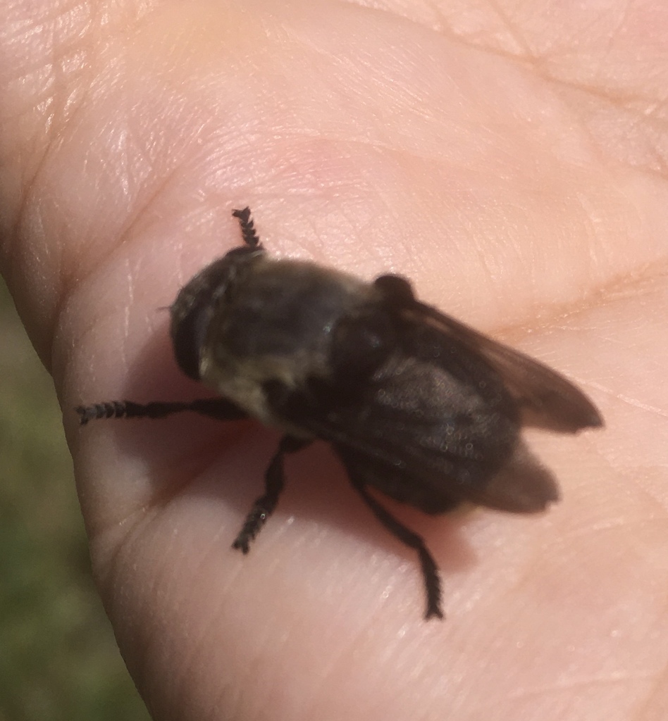 Mouse Bot Fly from Arcola East-North Side, Regina, SK, Canada on August ...