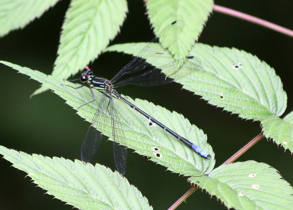 Sinocnemis yangbingi from Yingjing County, Ya'an, Sichuan, China on May ...