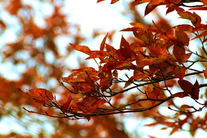 Taiwan beech (Fagus hayatae) - Botanical Realm
