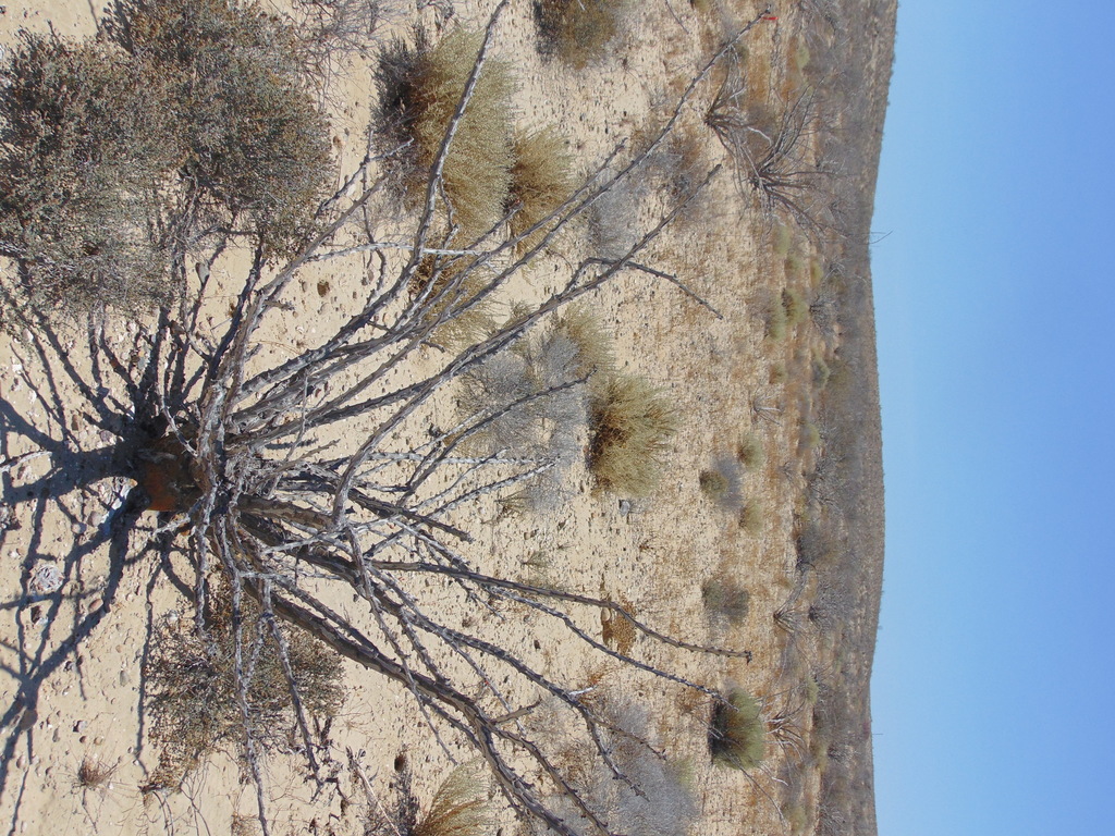 Adam's tree from Mulegé, B.C.S., México on June 8, 2020 at 07:27 PM by ...