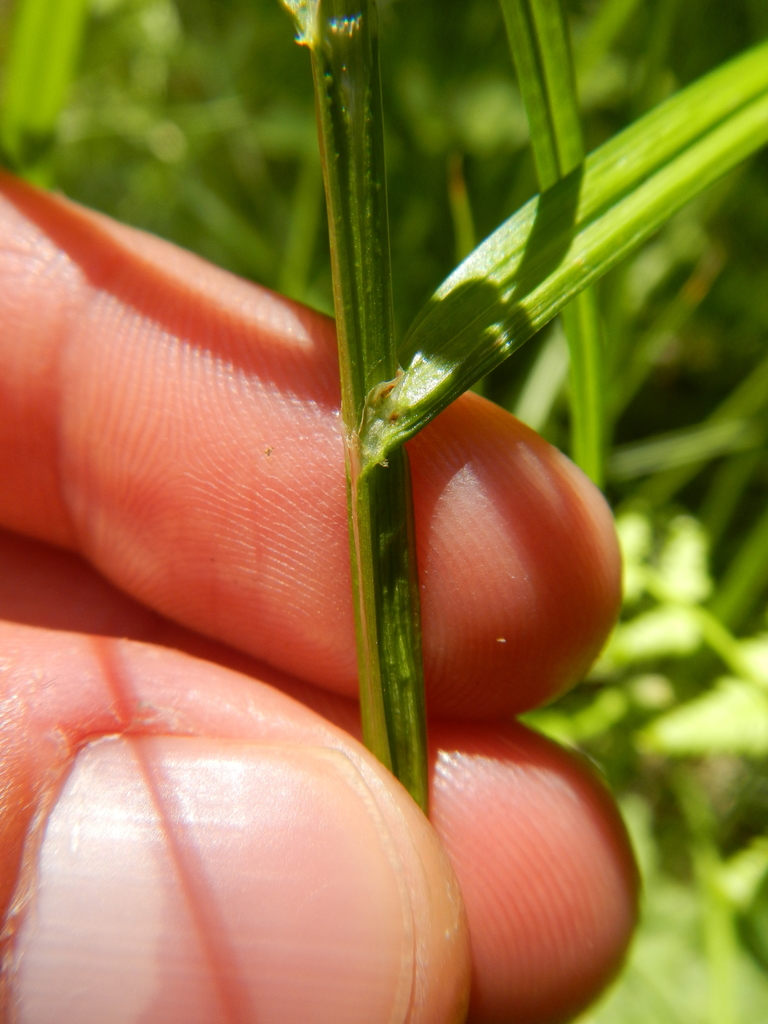 blunt broom sedge from Caledon, ON L0N, Canada on July 04, 2017 at 01: ...