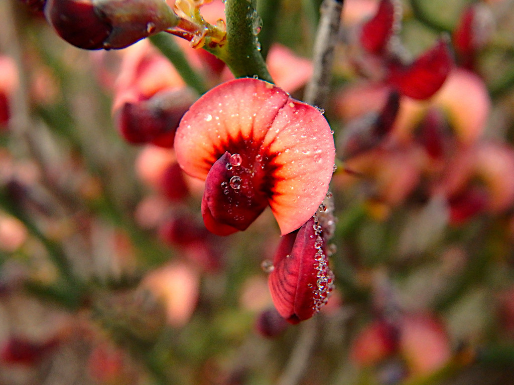 Leafless Bitter-pea (Daviesia brevifolia) - Botanical Realm