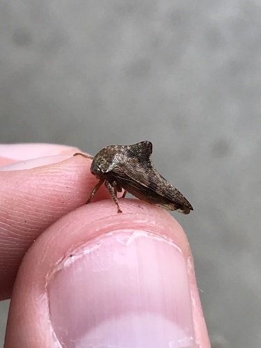 Subspecies Palonica pyramidata declivata · iNaturalist United Kingdom