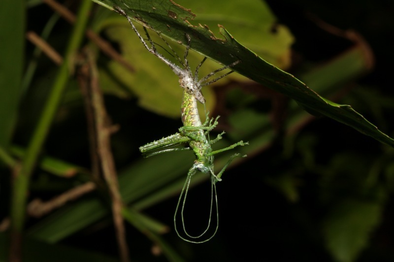 Spiny Rainforest Katydid from mission beach qld on November 16, 2009 by ...