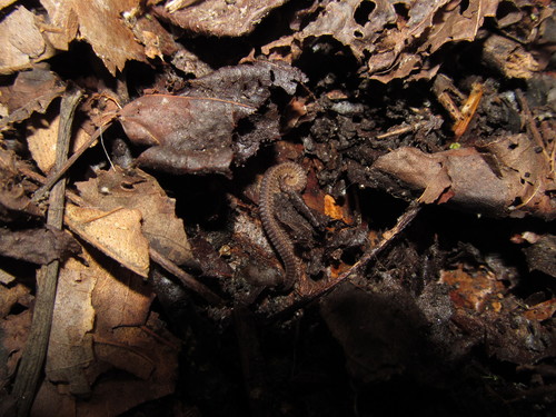 Abacion lactarium · iNaturalist United Kingdom