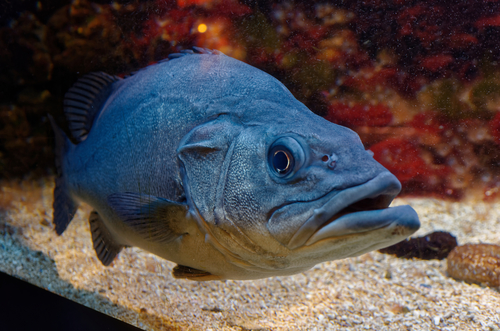 Atlantic Wreckfish (Polyprion americanus) · iNaturalist United Kingdom