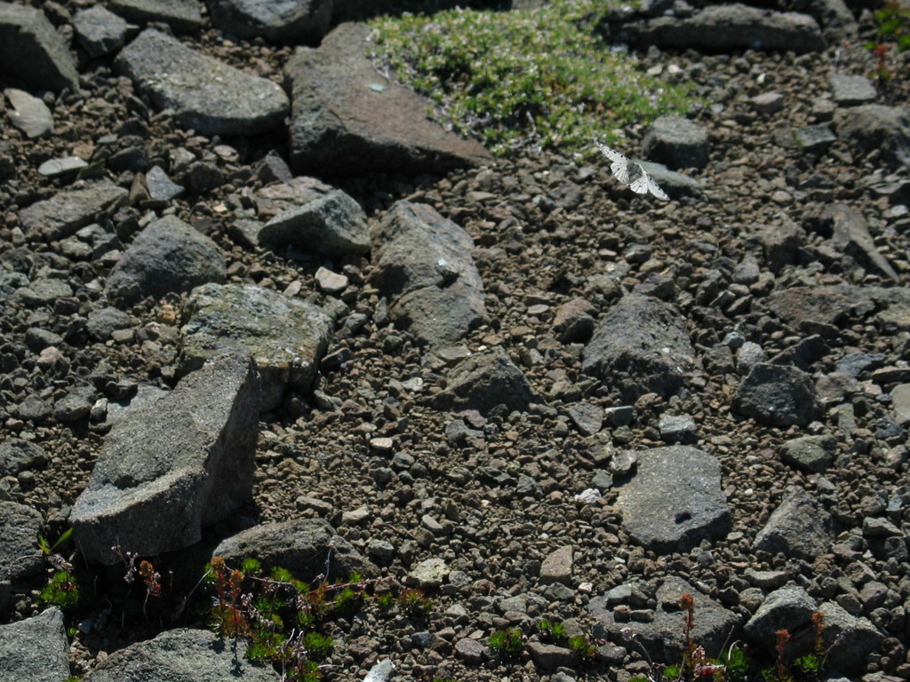 Rocky Mountain Parnassian from Comox Valley, BC, Canada on August 29 ...