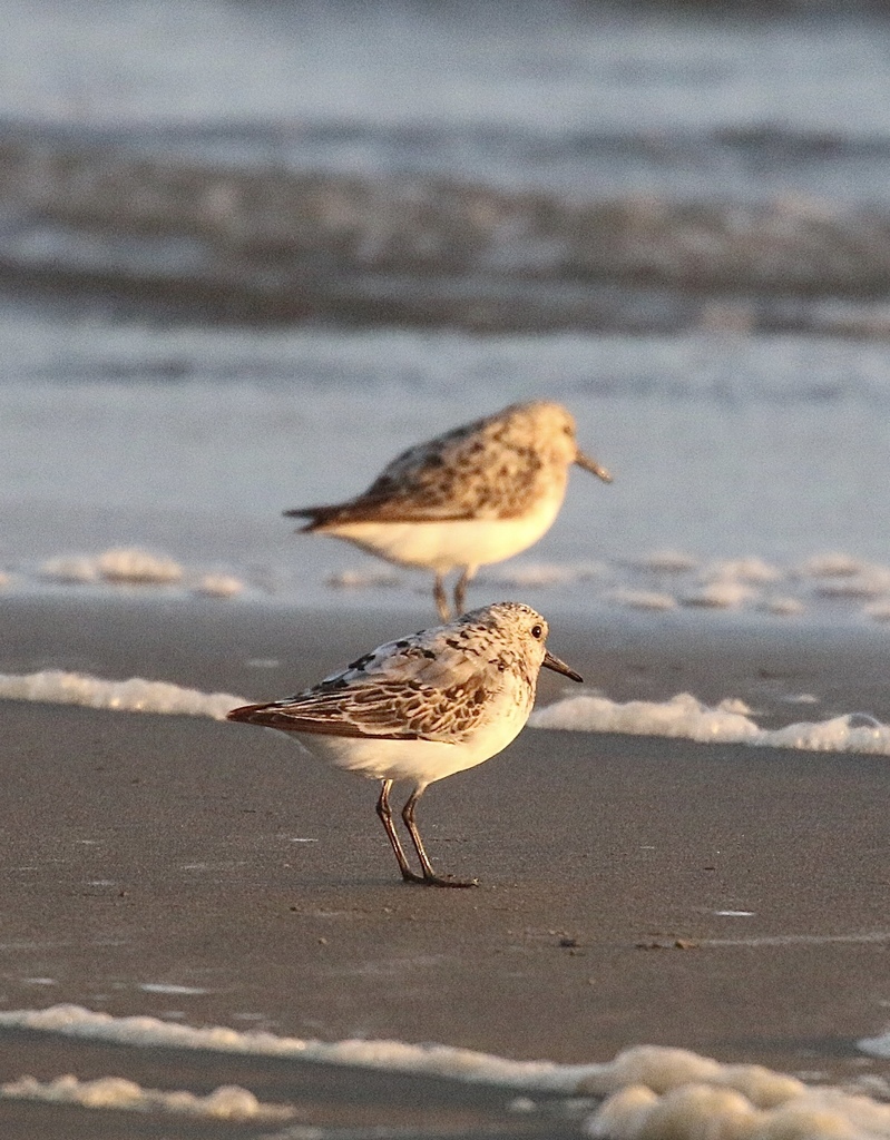 Sanderling from San Francisco, CA, USA on August 06, 2020 at 07:53 PM ...