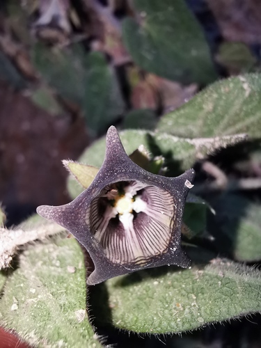 (Dictyanthus tuberosus)