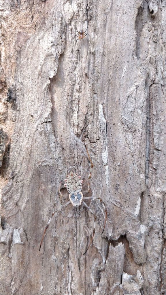 Coin Spiders from Lakhimpur Kheri, Uttar Pradesh, India on April 29 ...