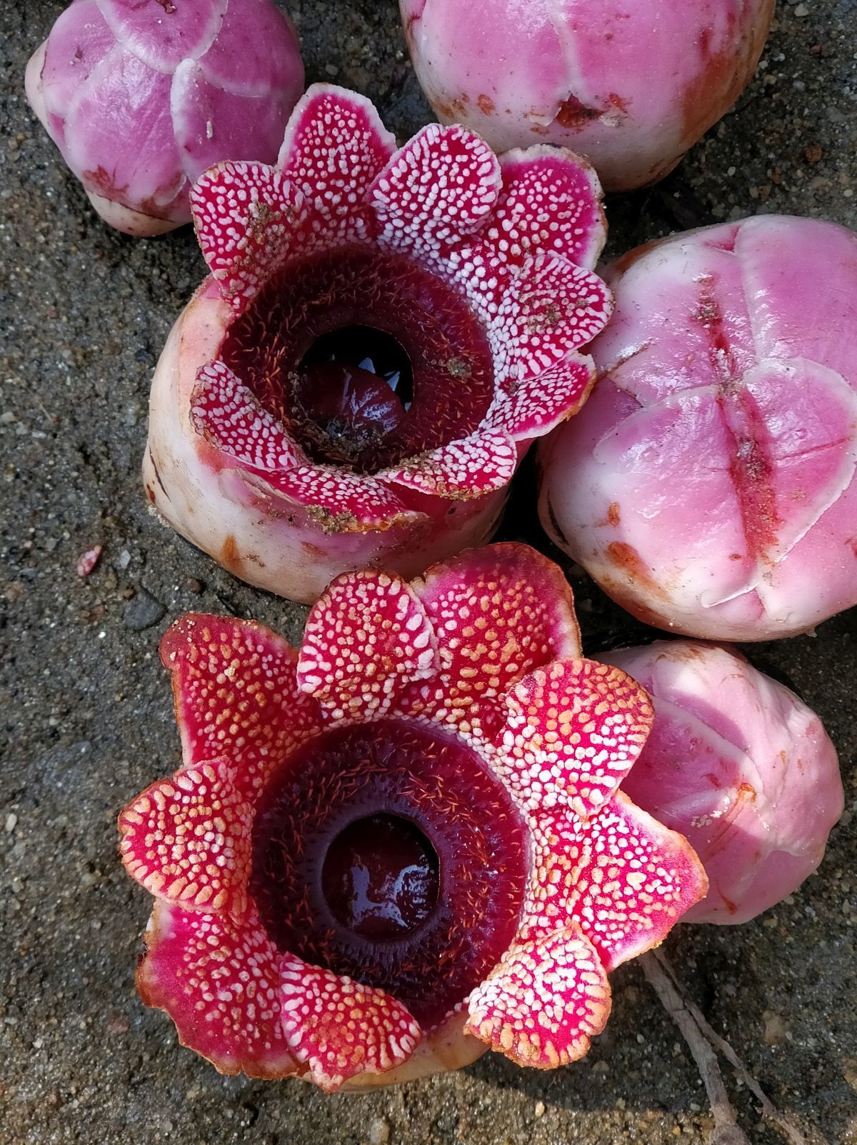 Sapria himalayana Griff.