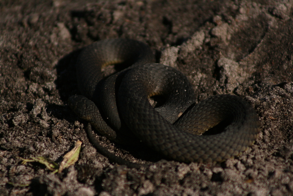 Short-nosed Snake (Elapognathus minor) - Snakes and Lizards
