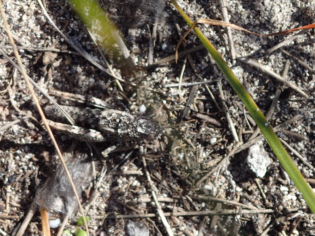 Cedarinia fuscotibialis from Rottnest Island WA 6161, Australia on ...