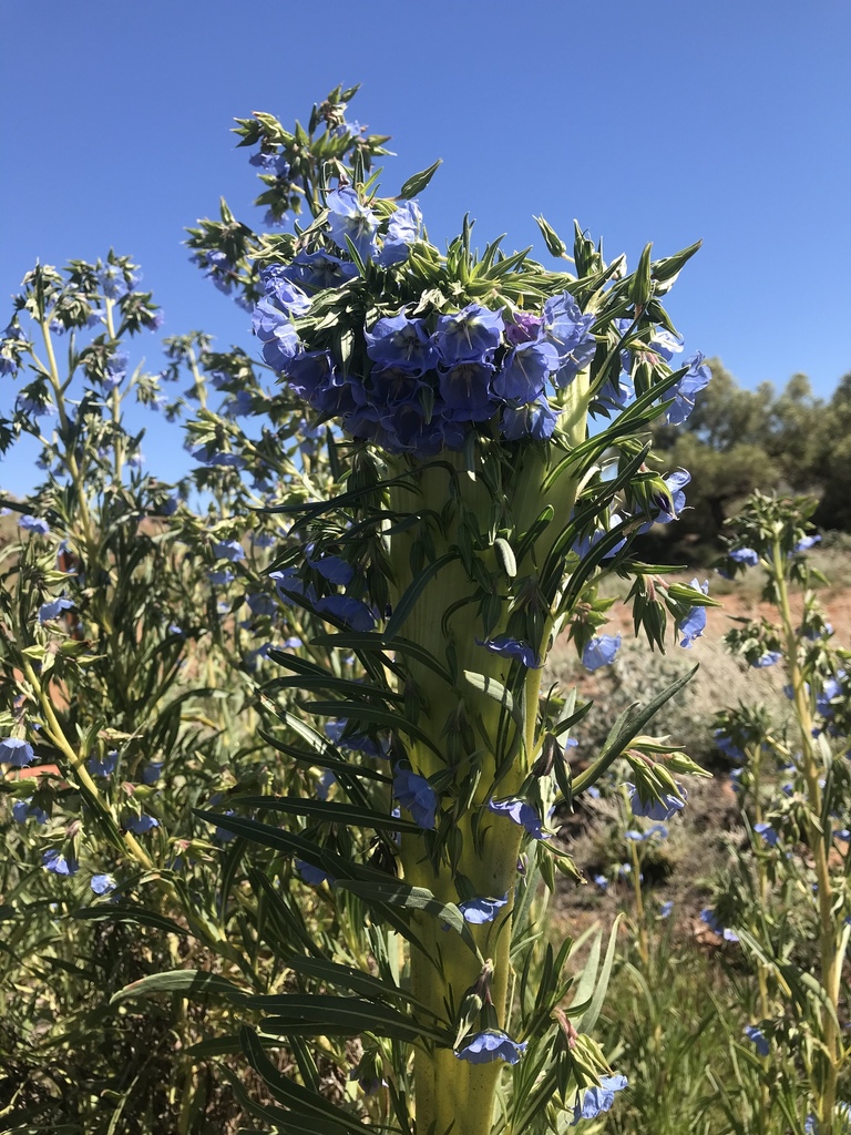 camel bush from Mundabullangana, WA, AU on August 8, 2020 at 03:18 AM ...