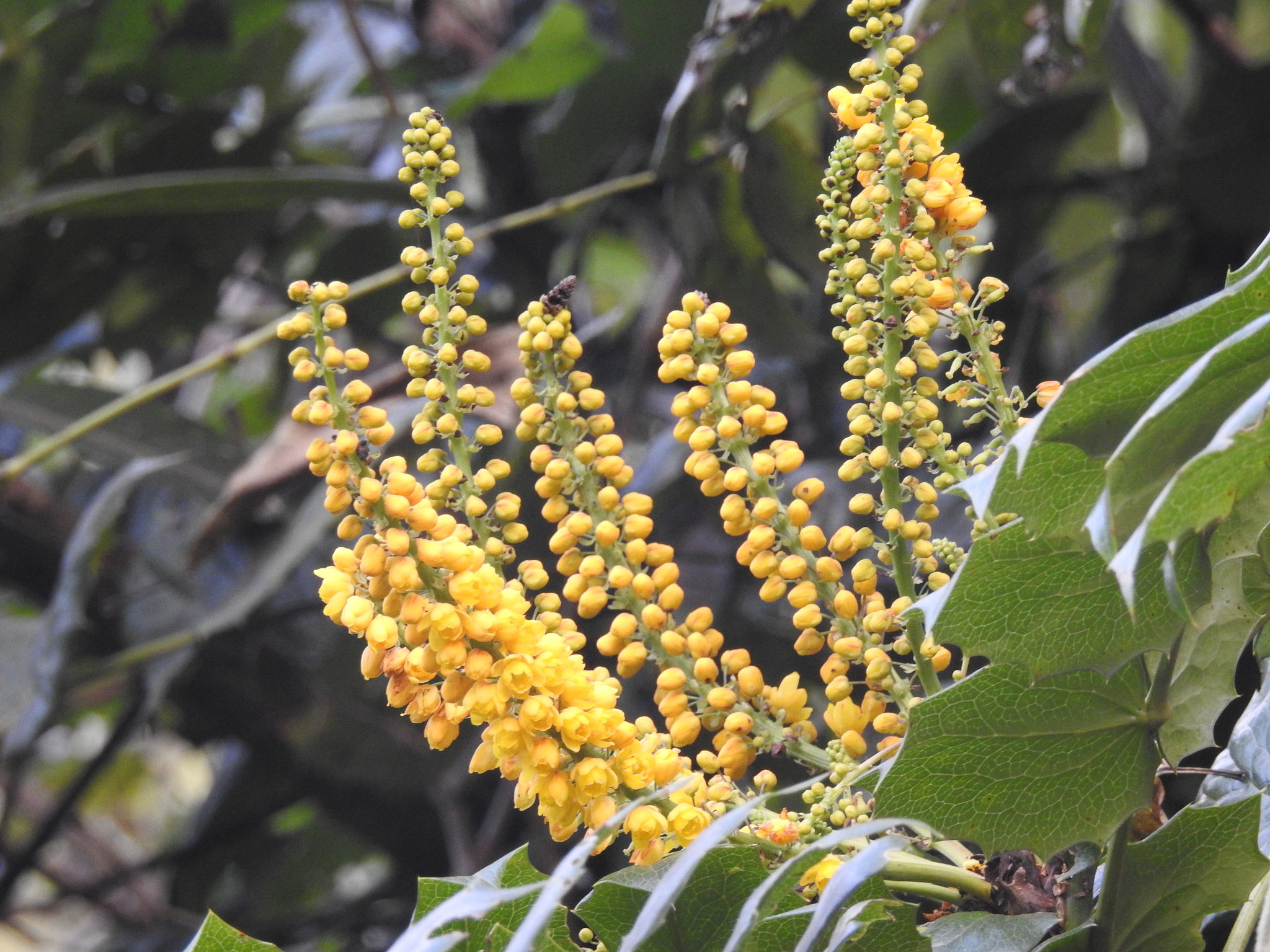 Mahonia napaulensis DC.