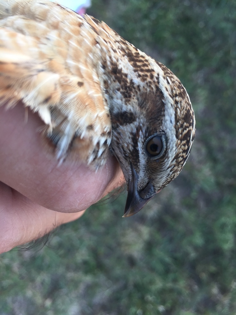 Common Quail from Cesenatico, Emilia-Romagna, IT on August 08, 2020 at ...