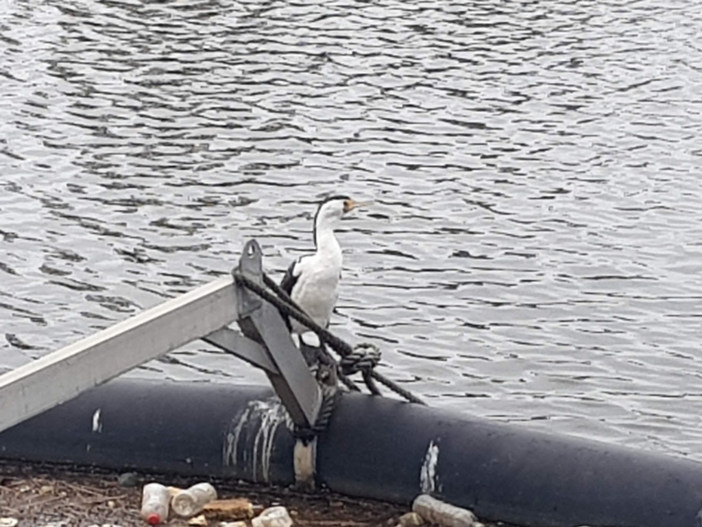 Pied Cormorant from Footscray VIC 3011, Australia on July 05, 2020 at ...