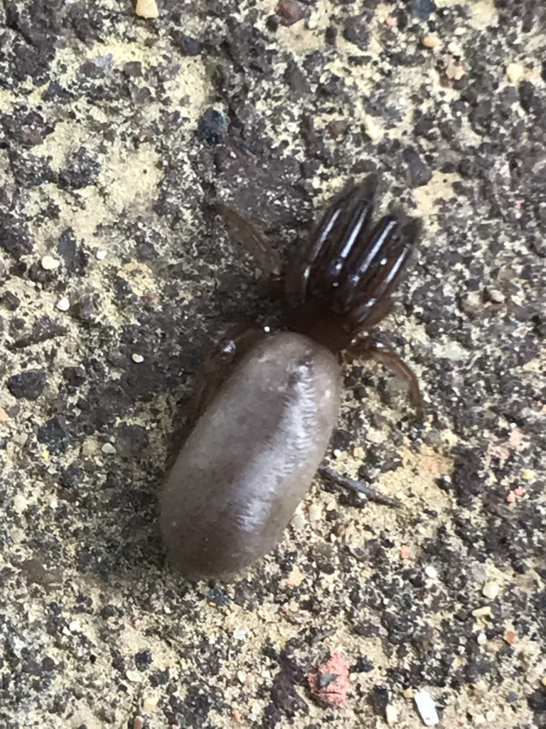 Tube-web Spiders from Gannet Crescent, Elliston, SA, AU on August 8 ...