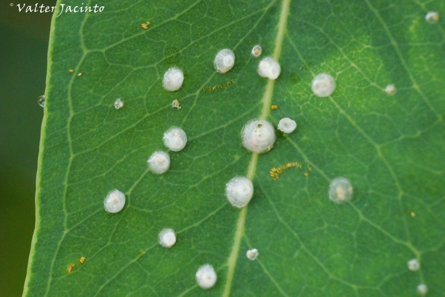 Red Gum Lerp Psyllid (Sierra Azul Open Space Preserve) · iNaturalist