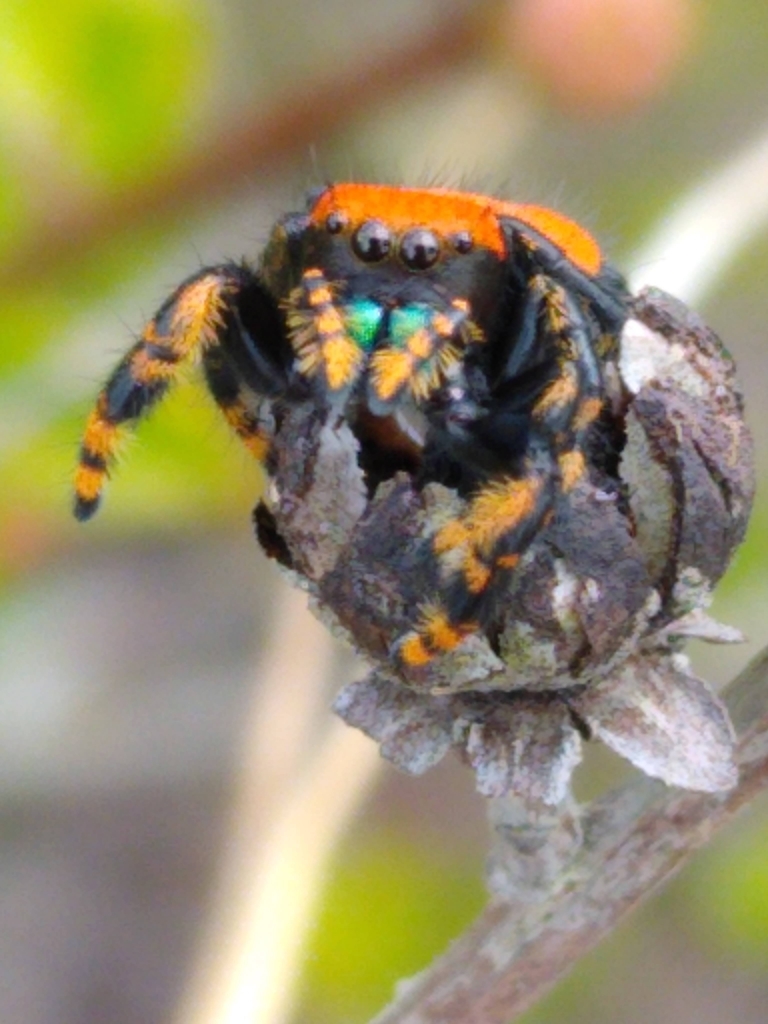 Apache Jumping Spider from Archbold Biological Station on 17 July, 2020 ...