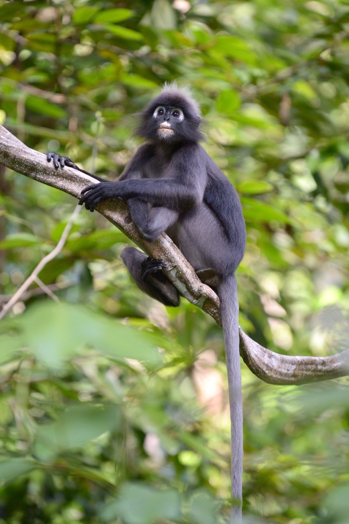 (Trachypithecus obscurus carbo) - Know Your Mammals