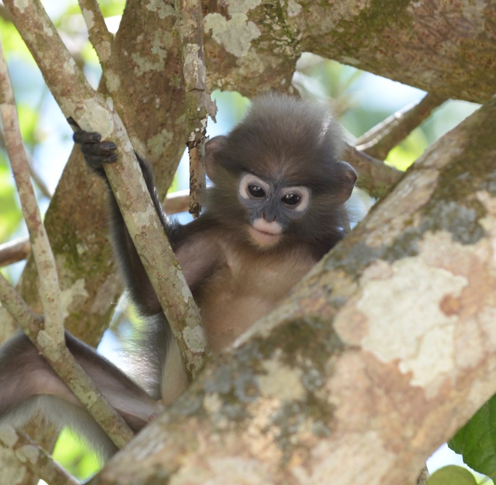 (Trachypithecus obscurus carbo) - Know Your Mammals