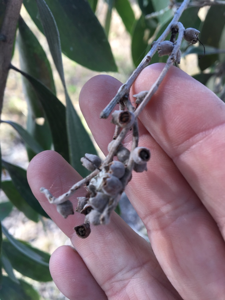 Blue Paperbark (Melaleuca dealbata) - Botanical Realm