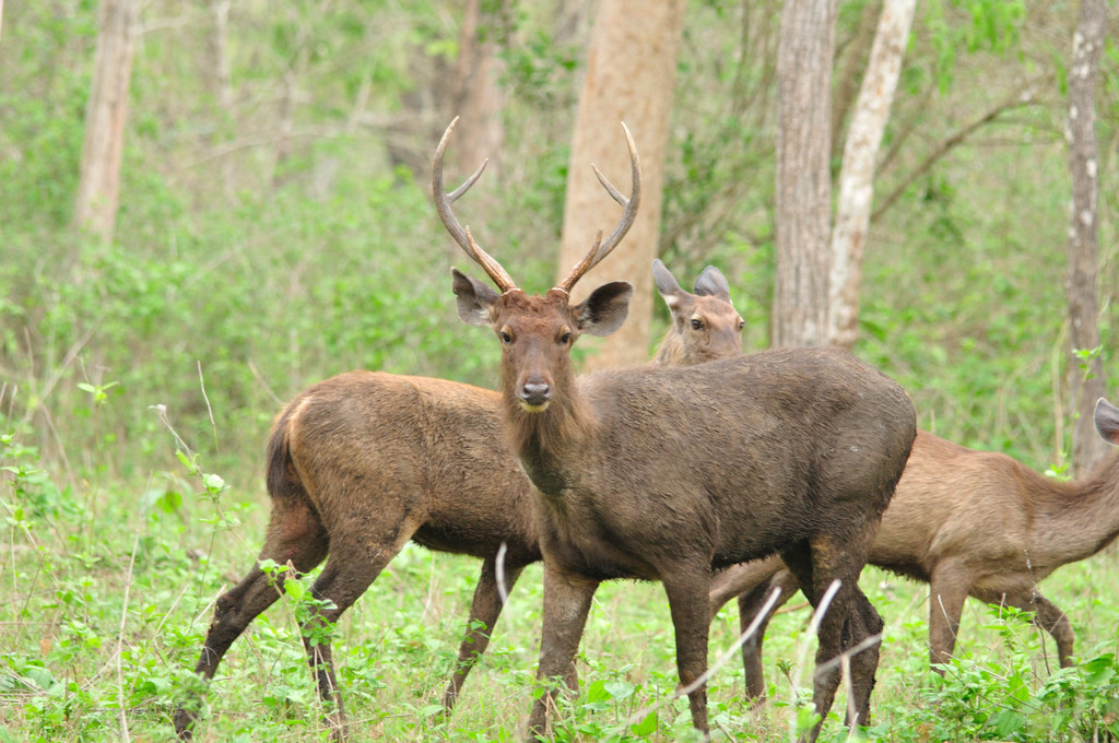 Sambar (Mammals of Delhi NCR) · iNaturalist