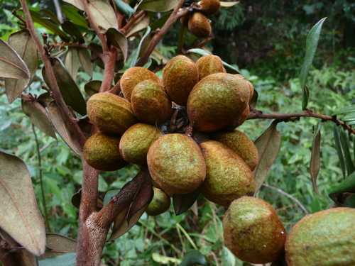 Xylopia letestui · iNaturalist