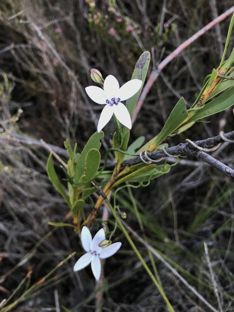 Cyphia latipetala from Fernkloof Nature Reserve on July 29, 2020 at 03: ...