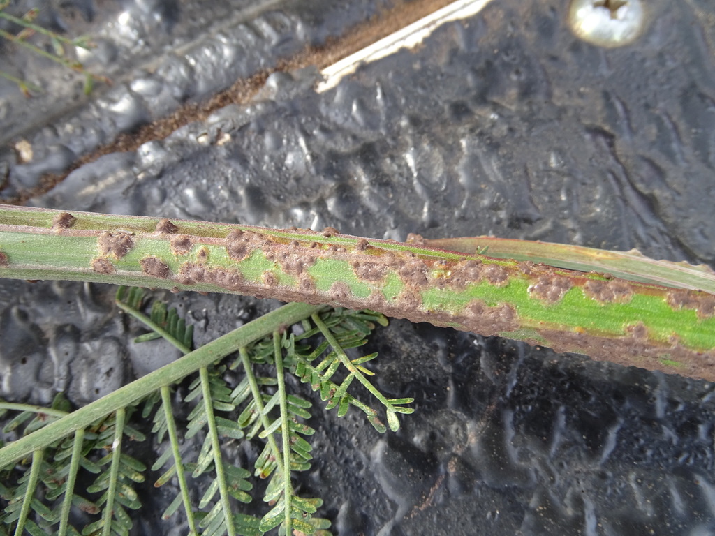 Wattle Gall Rust (Fungi of southern Africa) · iNaturalist