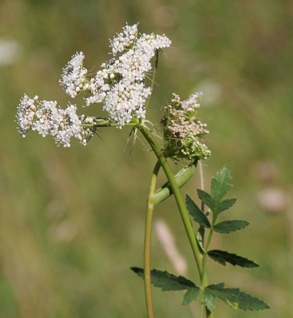 Broad-leaved Spignel (Peucedanum cervaria) - Botanical Realm