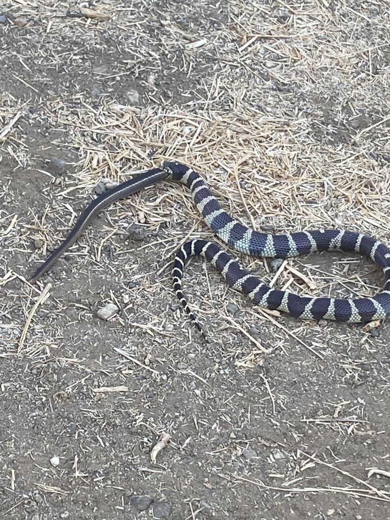 California Striped Racer from Los Angeles, CA, USA on August 07, 2020 ...