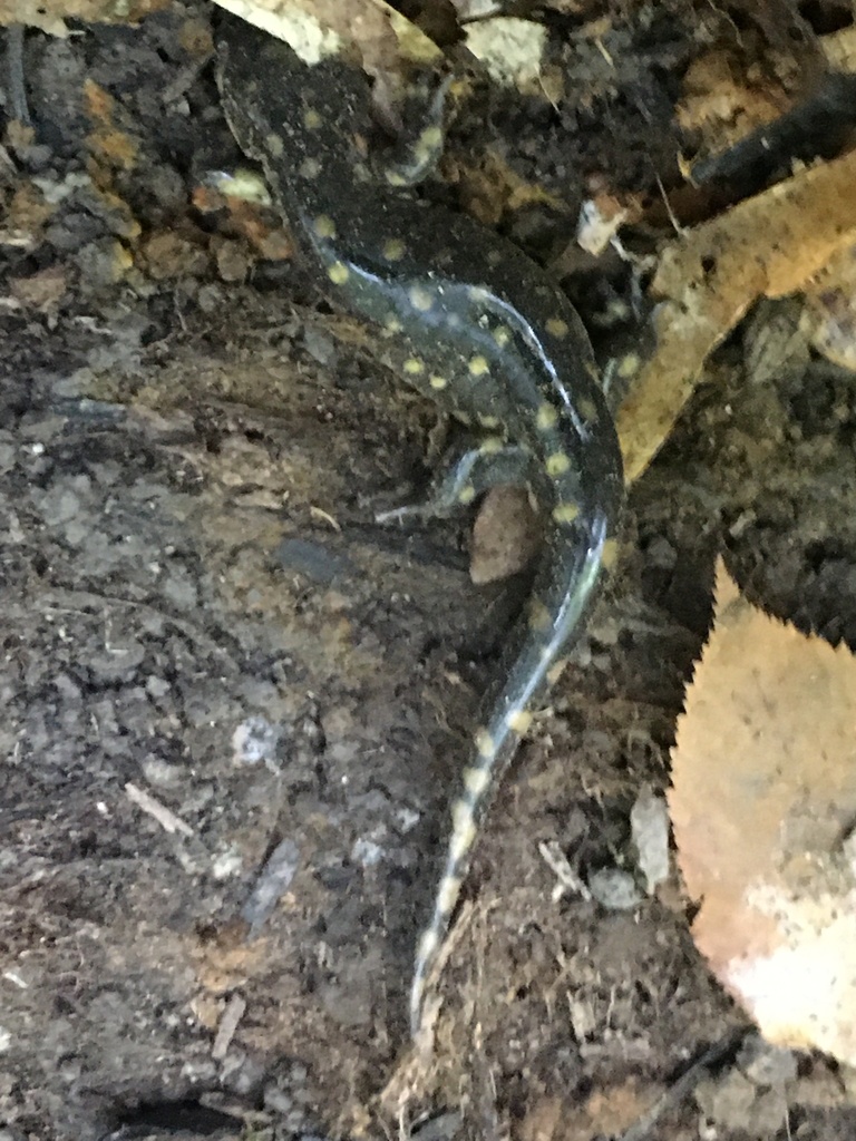Tiger Salamander in August 2020 by Nicholas Sly · iNaturalist