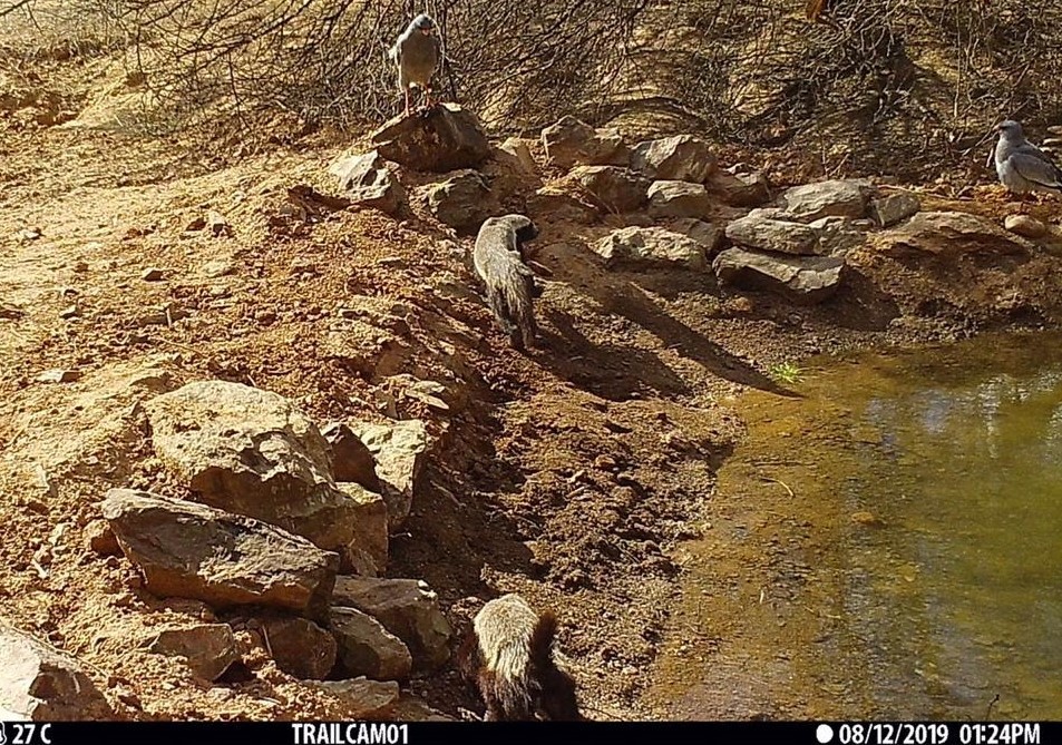 Cape Ratel from Lulufontein, Klein Karoo Biosphere Reserves, Ladismith ...