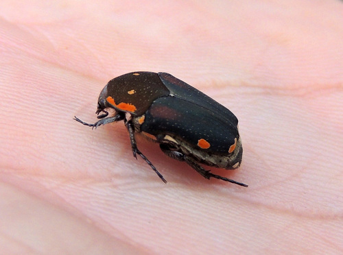 Clinteria flora · iNaturalist