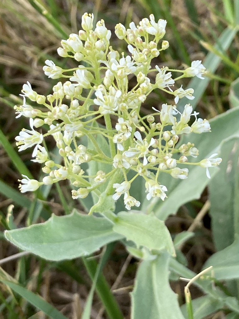 Heart-podded Hoary Cress from Park St, AB, CA on August 8, 2020 at 10: ...