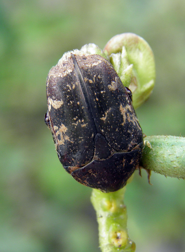 Mango Flower Beetle (Coleoptera (beetles) of the British Indian Ocean ...
