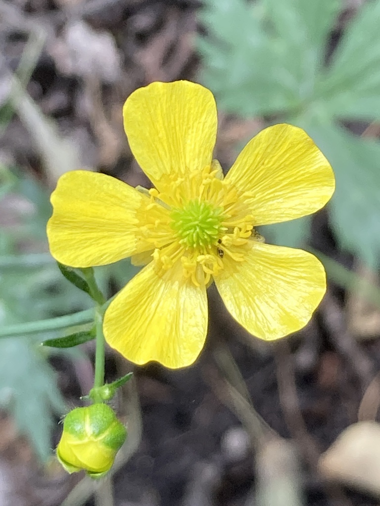 meadow buttercup from Pincher Creek No. 9, AB, CA on August 08, 2020 at ...