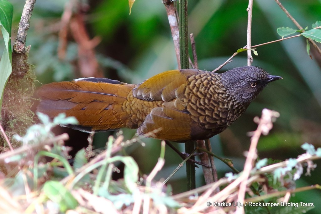 Scaly Laughingthrush (Trochalopteron subunicolor) - Avian Discovery